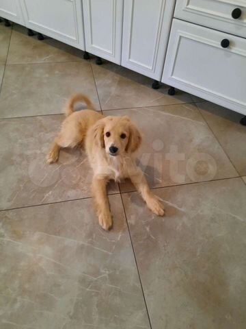 Щенок в добрые руки мальчик