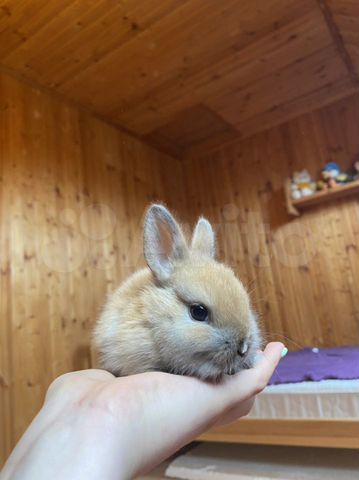Декоративные кролики
