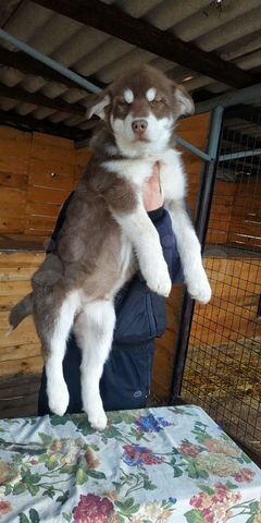 Шоколадный щенок Аляскинскинкого Маламута(не Хаски