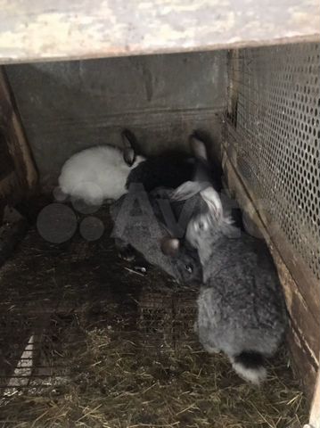 Кролики самочки