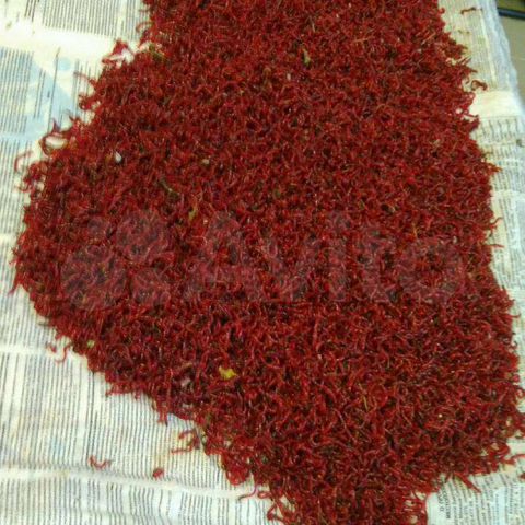 Мотыль кормовой (гаммарус)