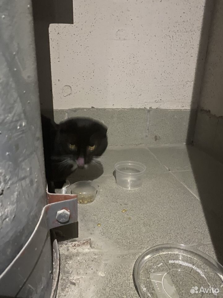 Нашла шотландца в подъезде