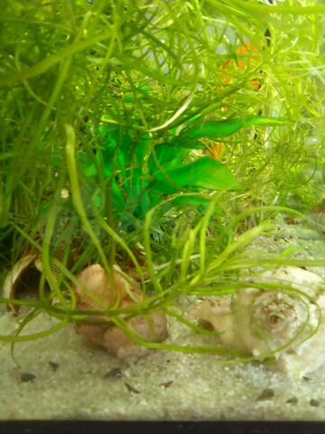 Аквариумное растение