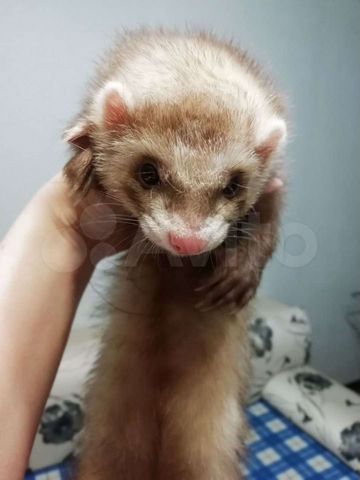 Хорек с клеткой