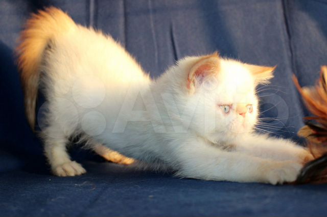 Прелестный экзотик с голубыми глазками