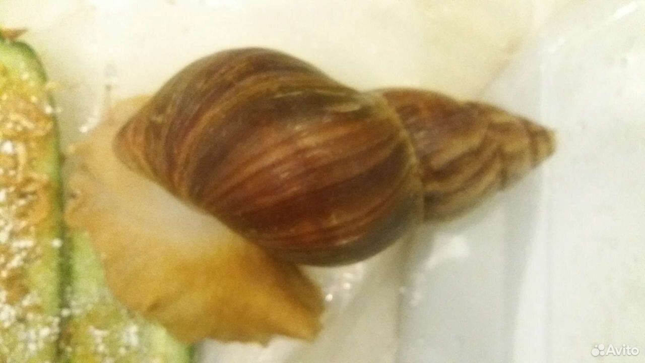 Улитка Ахатинка