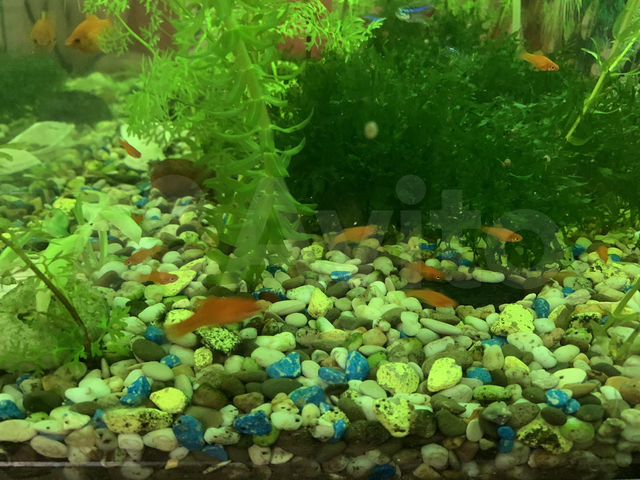 Меченосцы мальки отдам