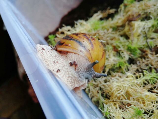 Улитки ахатины и древесные улитки