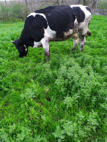 Дойные каровы