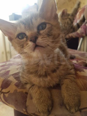 Кошка
