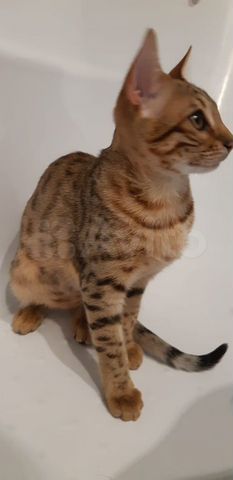 Кошка Саванна f5