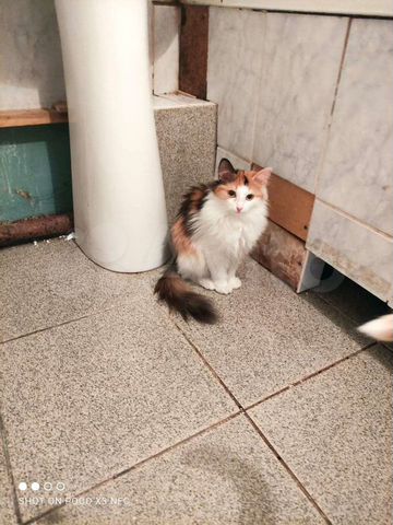Кошечка и котик на усыпление