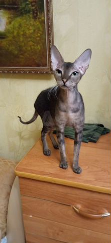 Вязка кошки петерболд