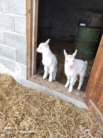 Козлята месячные