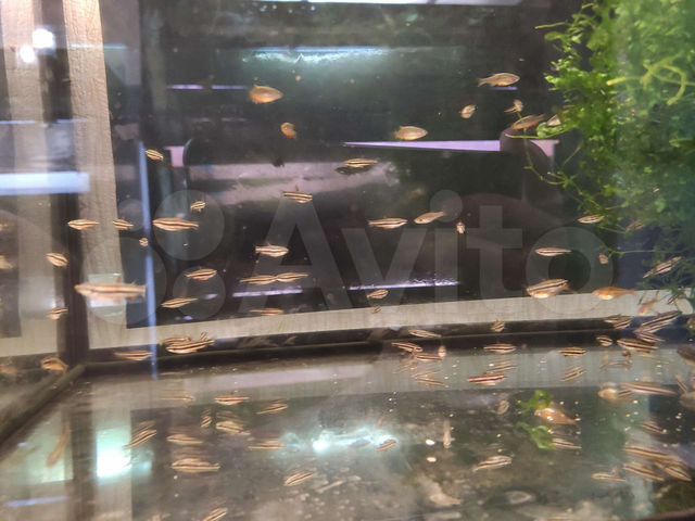 Аквариумные рыбы галактика