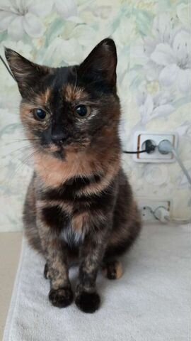 Плюшеая красавица 1 год