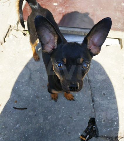 Нужна девочка для случки, русский той мини )