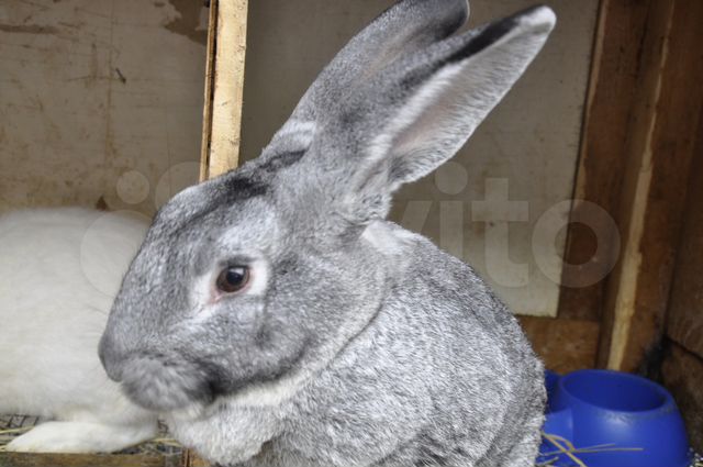 Мясо кролика,кролик на племя живьем,продажа клеток