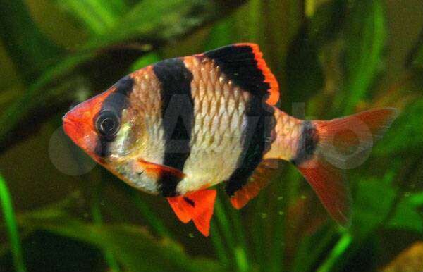 Аквариумные рыбки