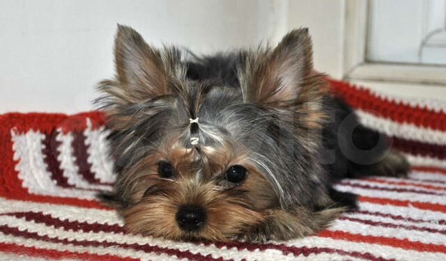 Девочка йоркширский терьер, РКФ