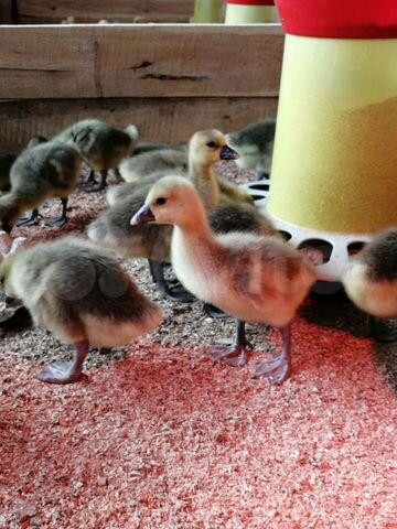 Фермерская птица.гусёнок,утёнок