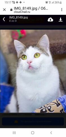 Красивая кошечка хочет домой