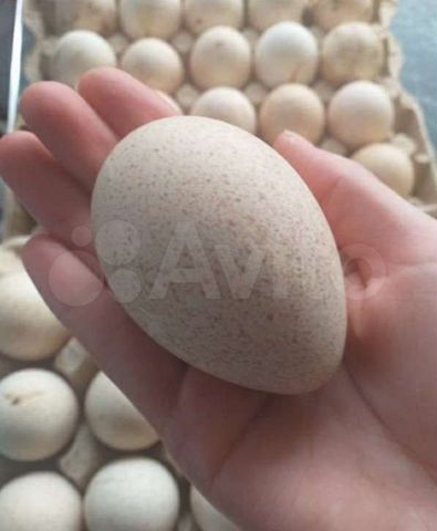 Индюшиное яйцо