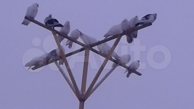 Продам голубей