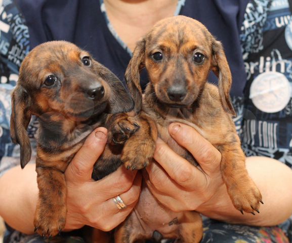 Такса кроличья. Мальчики. РКФ