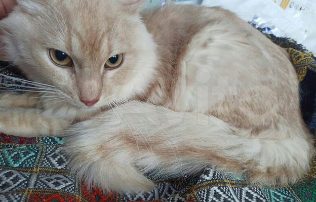 Котик ищет дом