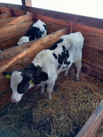 Бычки Телята для ставрополья