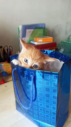 Котенок рыжий мальчик