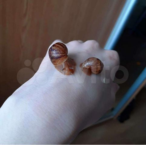 Улитки ахатины