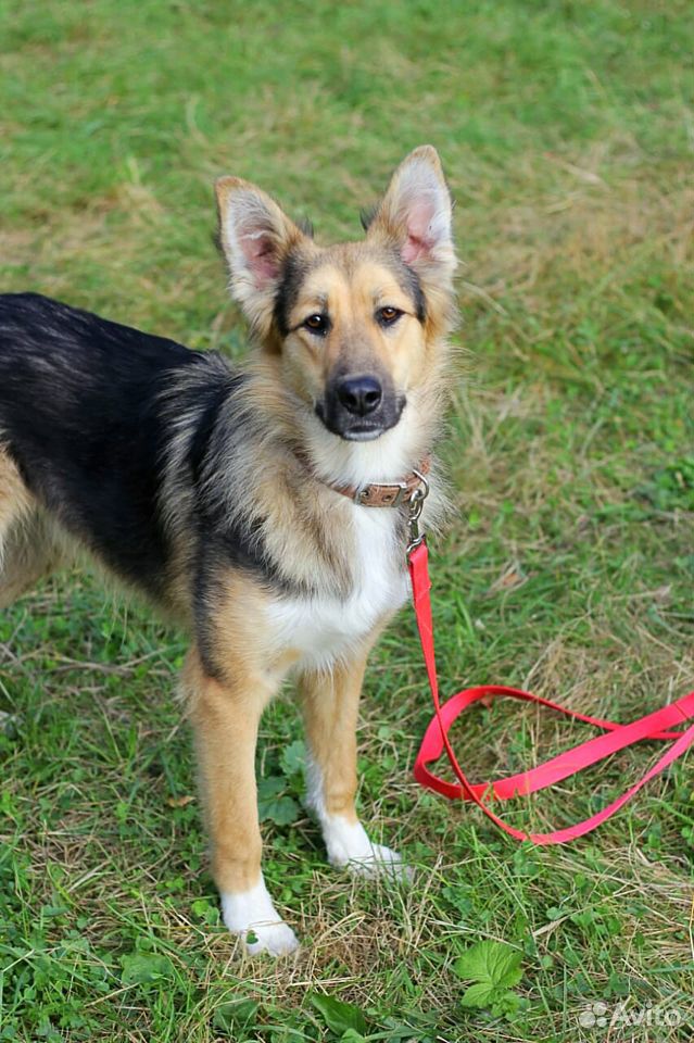 Щенок Байкал в дар в добрые руки