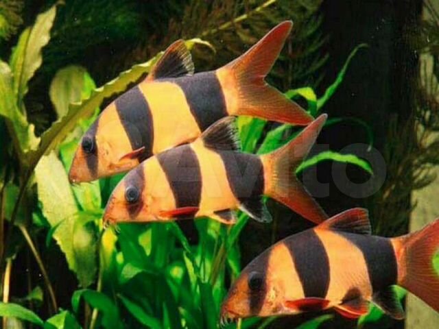 Боция клоун