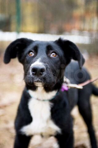 Прекрасная собака ищет дом