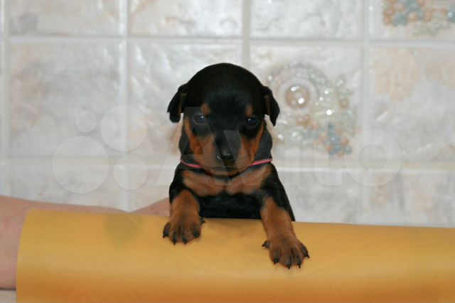 Черно-подпалая девочка цвергпинчера