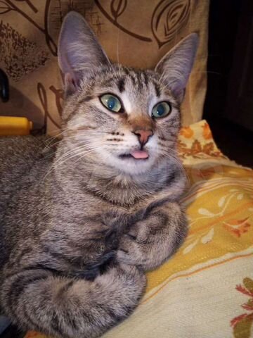 Кошечки бесплатно