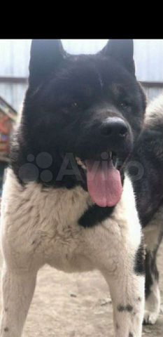 Щенки американской акиты