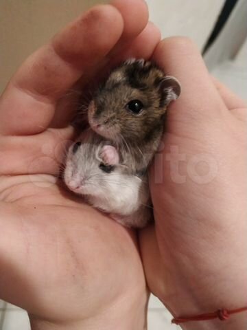 Джунгарский хомяк