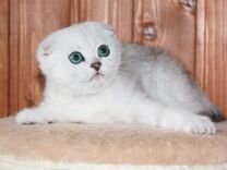 Котятки Шиншилы-Форды и страйты