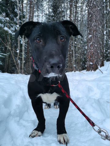 Собака метис стаффа девочка коротколапик