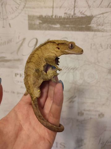 Реснитчатый бананоед