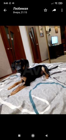 Помесь курцхара со спаниелем