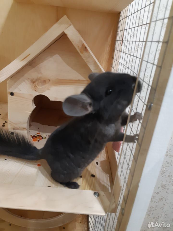 Шиншилла 2 девочки