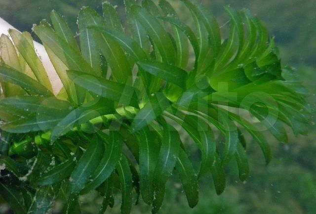 Роголистник