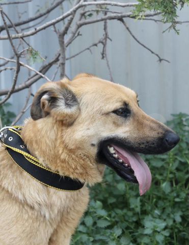 Золотой и тихий мальчик ищет дом