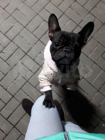 Французский бульдог вязка, нужен жених