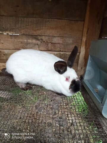 Кролики (самки)