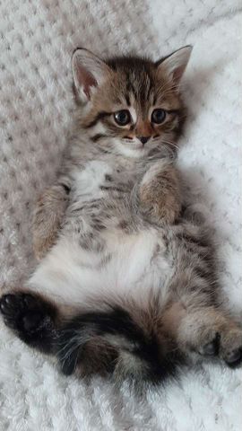 Очаровательные котята сибирской породы